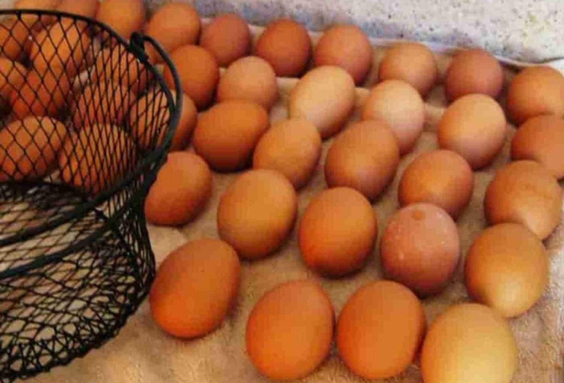 CSA Farm Shares | Riehm Produce Farm