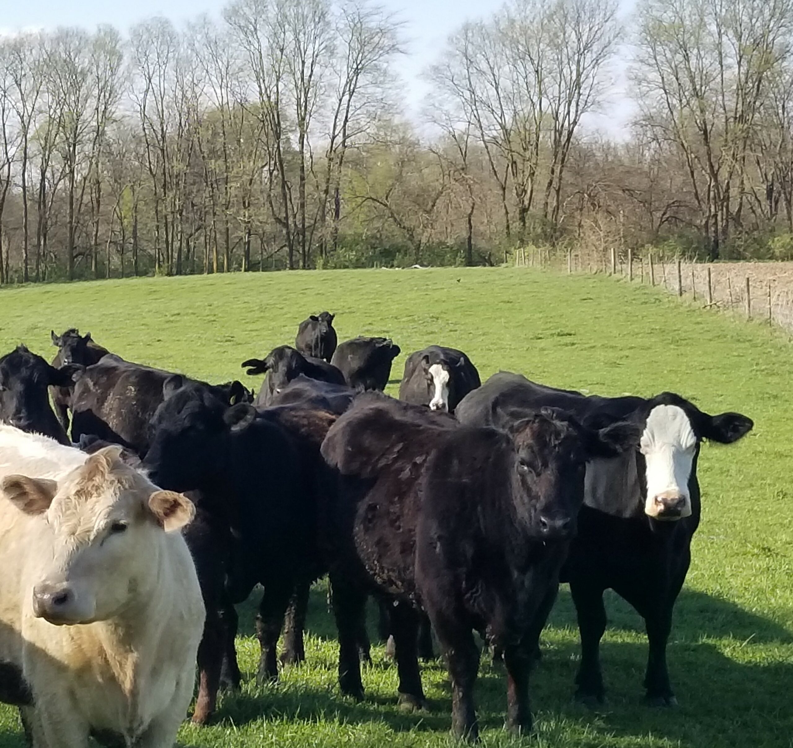 Offering the highest-quality beef - Riehm Produce Farm
